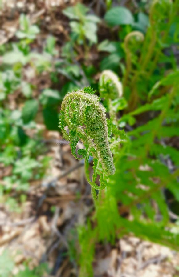 Development of Ferns in Spring Stock Photo - Image of pattern ...
