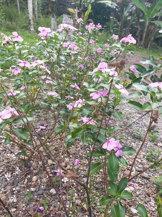 The Development of this Flower is Very Fast and Fresh Stock Photo ...