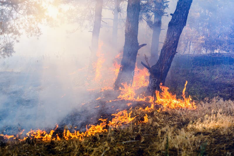 Development of Forest Fire. Flame is Starting Trunk Trees Stock Photo ...