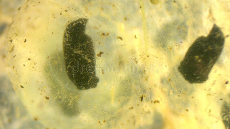 Development of frogs stock footage. Video of microscope - 146494114
