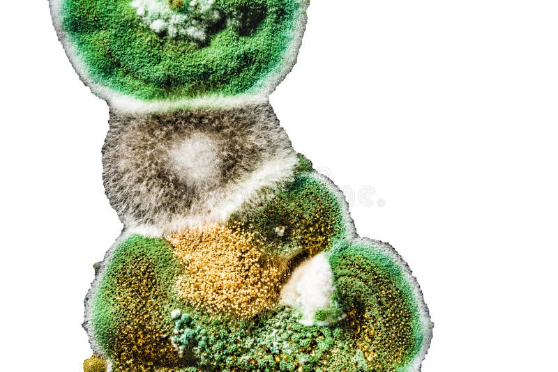 Development of Fungal Mold in Food, Green Mold on White Background ...