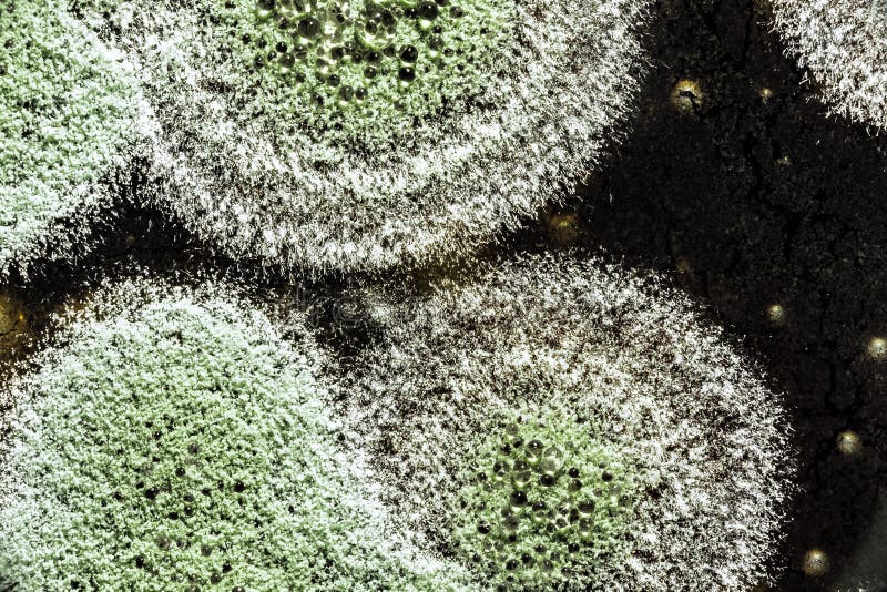 Development Of Green Mold On An Organic Basis, Abstract Background ...