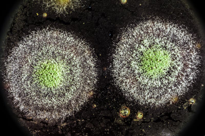 Development of Green Mold on an Organic Basis, Abstract Background ...