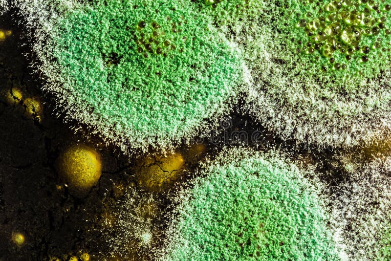 Development of Green Mold on an Organic Basis, Abstract Background ...