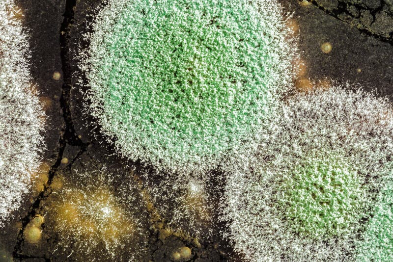 Development of Green Mold on an Organic Basis, Abstract Background ...