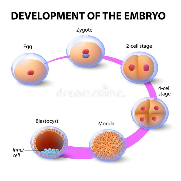 Development of the Human Embryo Stock Vector - Illustration of fetus ...