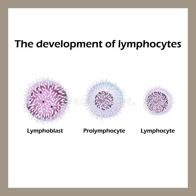 Height Lymphocytes Stock Illustrations – 1 Height Lymphocytes Stock ...