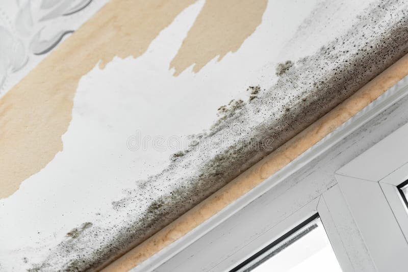 Development of Mildew Under Wallpaper in Corner of Old House. Stock ...