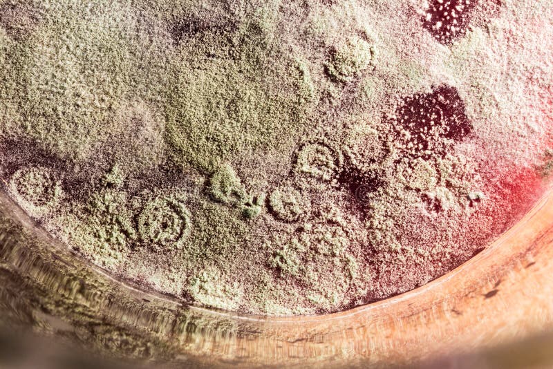 Development of Mold on an Organic Basis, Abstract Background Stock ...