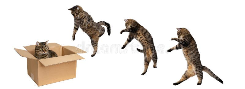 452 Movements Cat Stock Photos - Free & Royalty-Free Stock Photos from ...