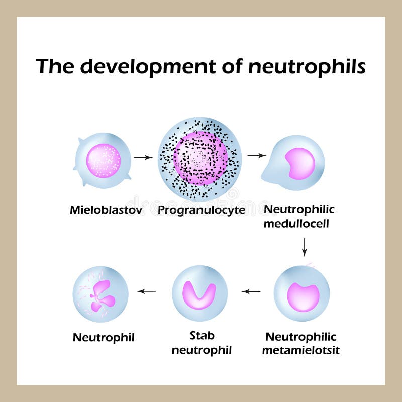 The Development of Neutrophils. Infographics Stock Vector ...