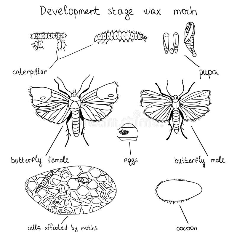 Moth Stages Stock Illustrations – 40 Moth Stages Stock Illustrations ...