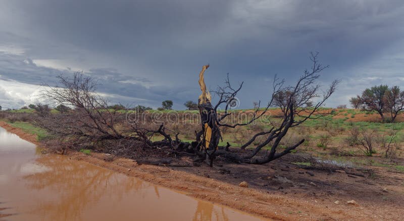Devestation of veld fire stock photo. Image of camel - 253266790
