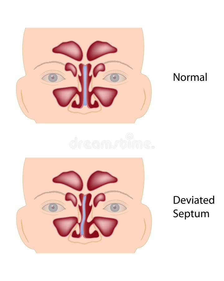 Anatomy of the nose stock vector. Illustration of nasal - 12522958