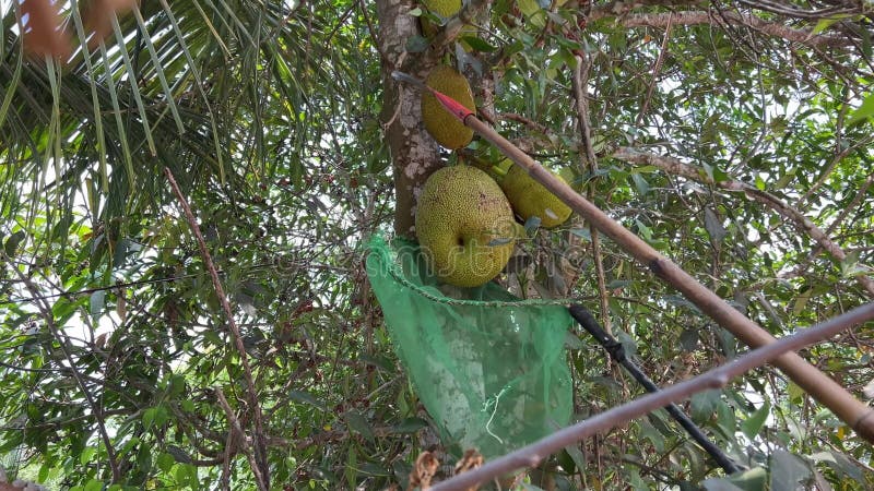 Device for Cutting Jackfruit from Tree. Breadfruit Jack Fruit Pick from ...