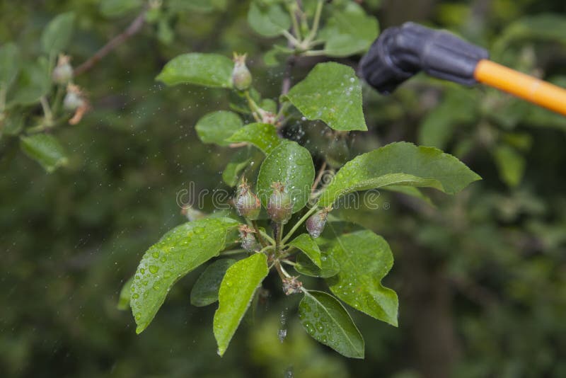 Spraying Branches Of Apple Trees In The Spring With A Spray Gun Against