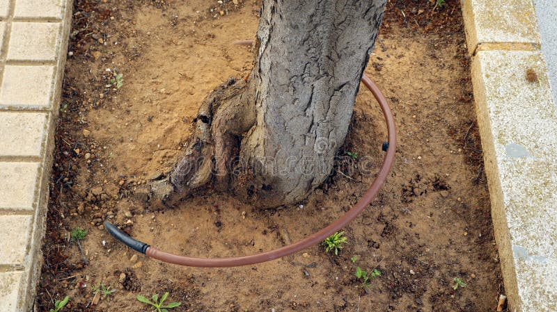 Device for Watering a Tree in the Park, Hose with Tap, Close-up Stock ...