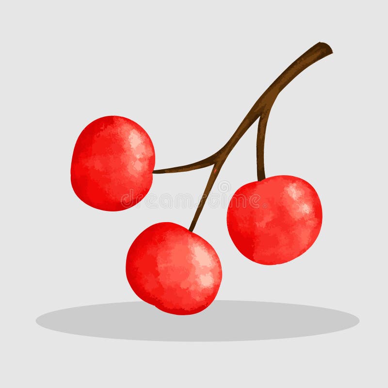 Red Cherry Nature Floral Season Draw Paint Vector Design Stock Vector ...