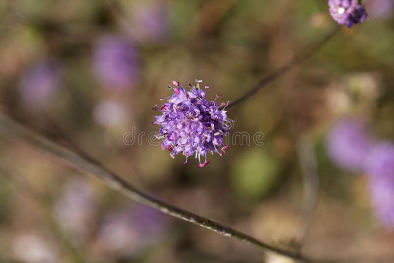 Devil Bit Scabious Succisa Pratensis Stock Photo - Image of europe ...
