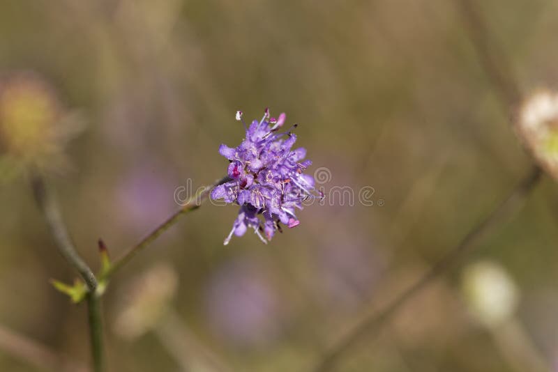 Devil Bit Scabious Succisa Pratensis Stock Image - Image of scabious ...