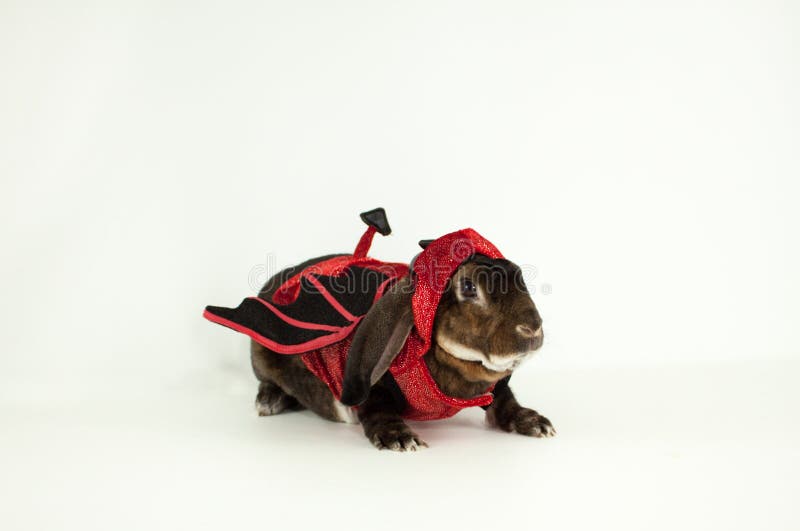 Devil Bunny stock image. Image of sweet, symbol, pointy - 63974081