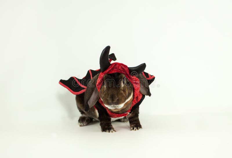 Devil Bunny stock image. Image of easter, brown, farm - 63974087
