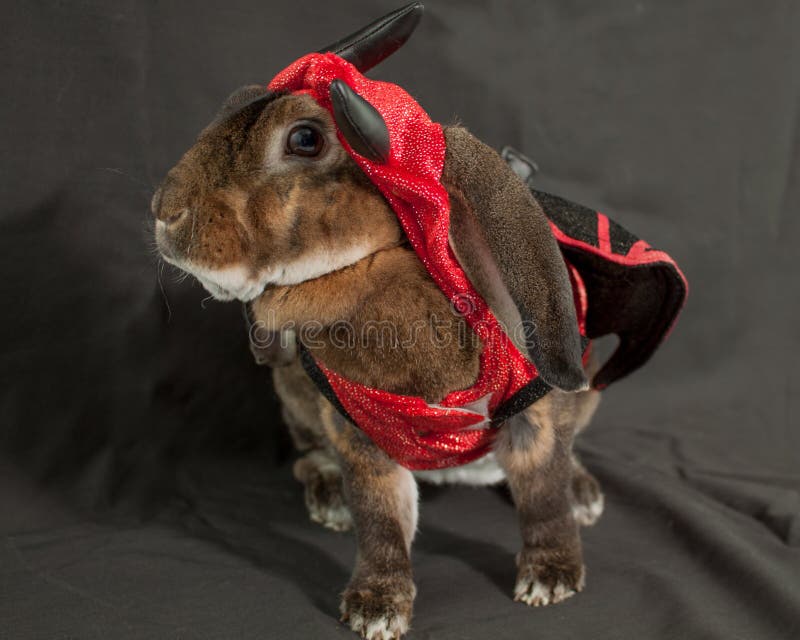Devil Bunny stock photo. Image of devil, hare, sweet - 63974128