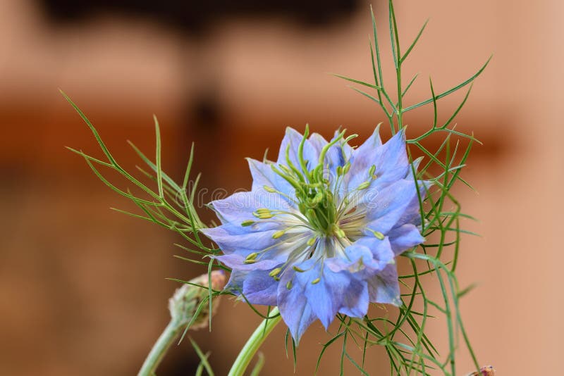 Devil in the Bush Flower Nigella Damascena Stock Image - Image of ...