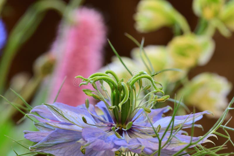 Devil in the Bush Flower Nigella Damascena Stock Image - Image of macro ...