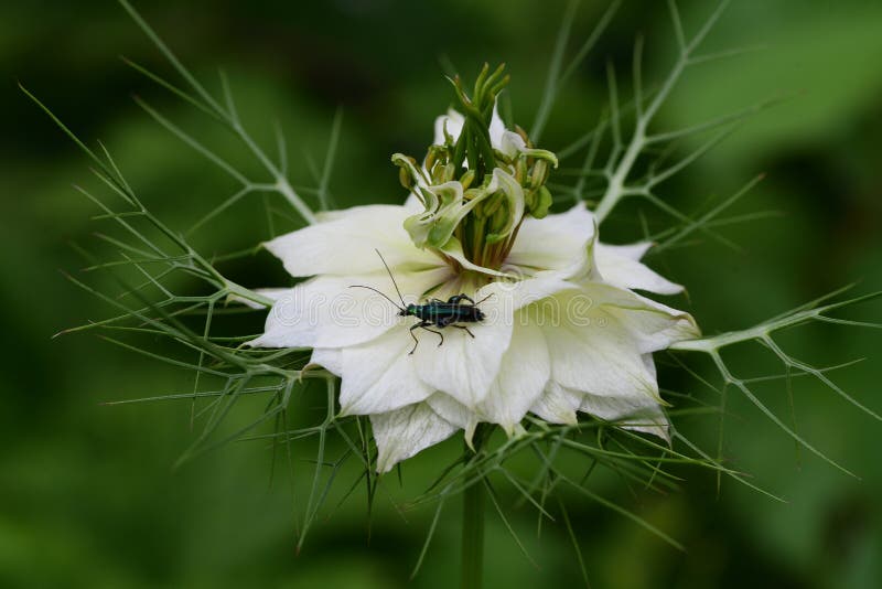 Devil in the Bush Nigella Damascena Stock Photo - Image of nigella ...
