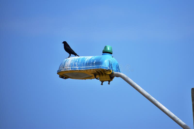 In the Devil Crow. Relax and Strive. in the Street Relaxing. Stock ...