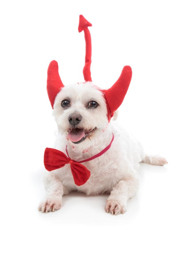 Devil Dog stock photo. Image of costume, naughty, satan - 24018496