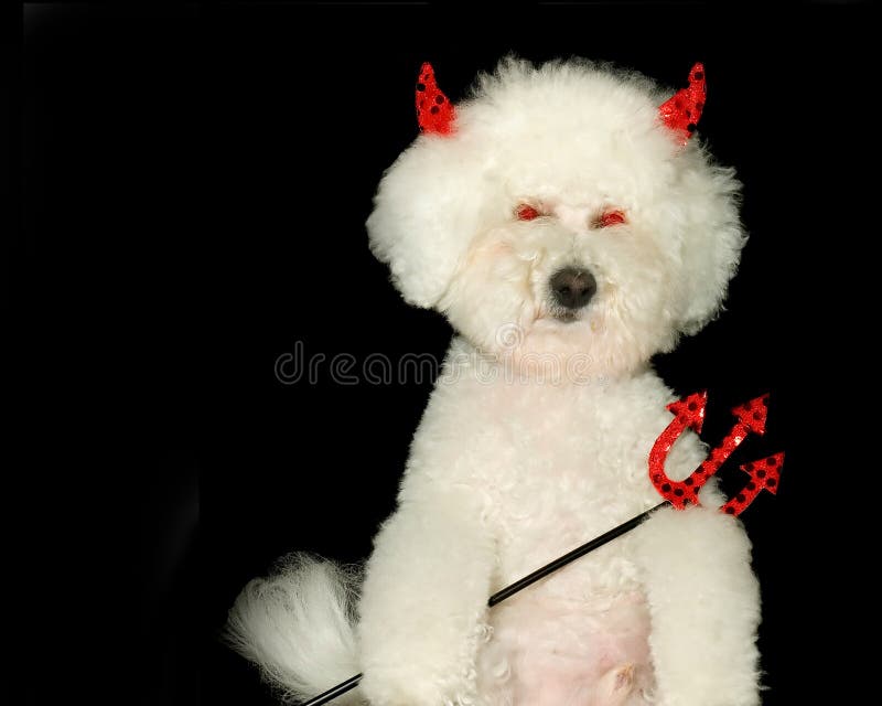 Devil dog stock photo. Image of behavioral, mammal, aggression - 4579498