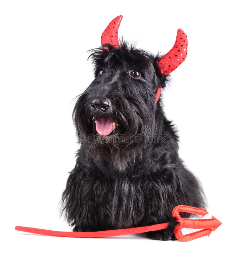 Devil Dog stock photo. Image of canine, domestic, labrador - 33074492