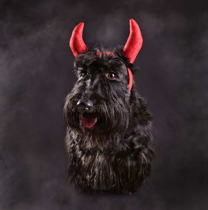Devil dog stock image. Image of clothing, funny, black - 36537921