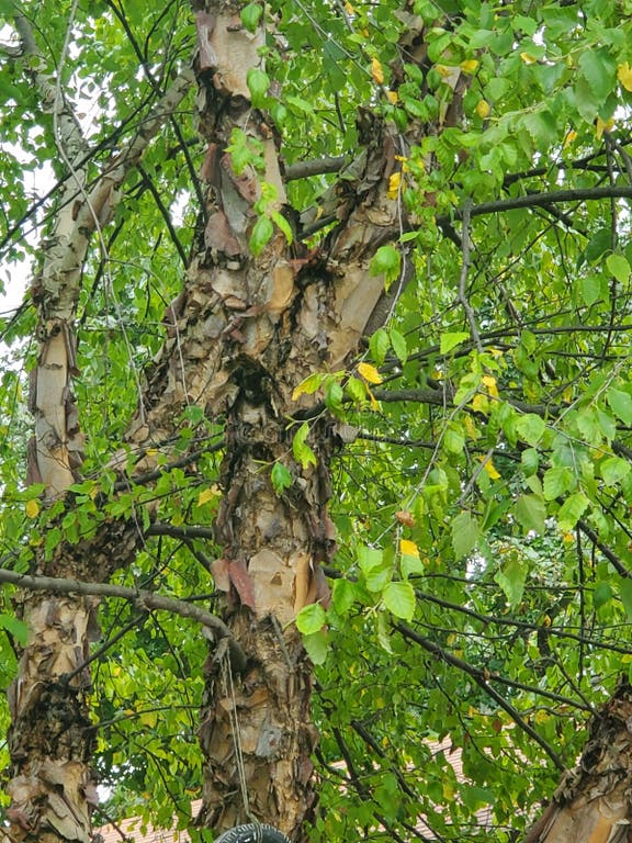 Devil on earth stock image. Image of devil, frontyard - 162035035