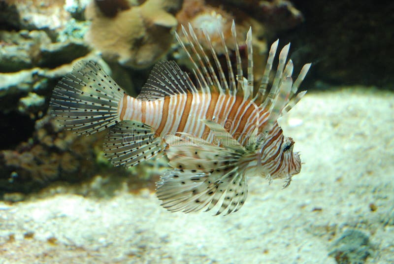 Devil Firefish stock image. Image of coral, maldivian - 12129721