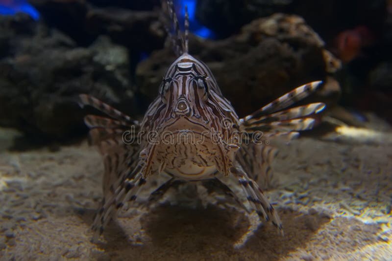 Devil firefish stock image. Image of deep, spike, blue - 22064233