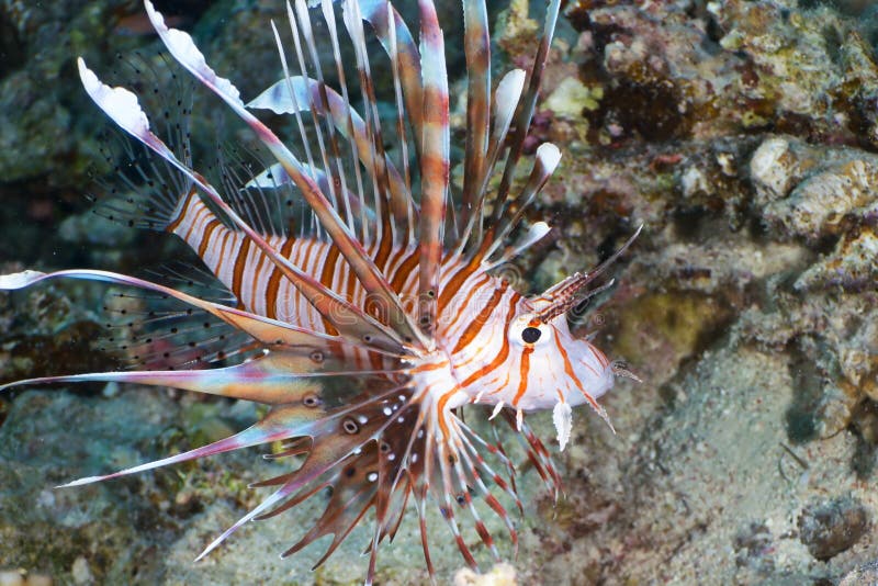 Devil firefish stock photo. Image of colorful, details - 36955882