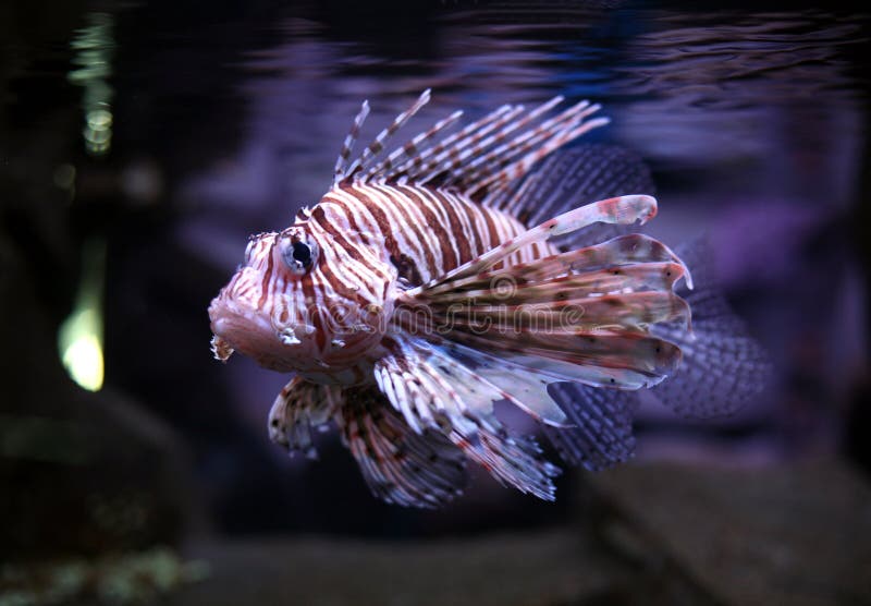 Devil Firefish stock image. Image of coral, dangerous - 6758761