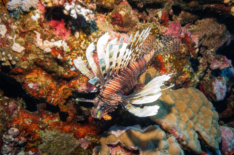 Devil Firefish Common Lionfish Stock Image - Image of indian, scuba ...