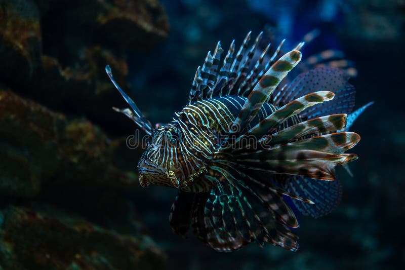 Devil Firefish or Lion Fish Swimming in Aquarium Stock Photo - Image of ...