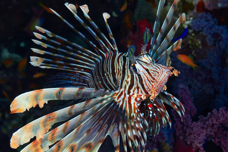 Devil firefish stock photo. Image of colorful, details - 36955882
