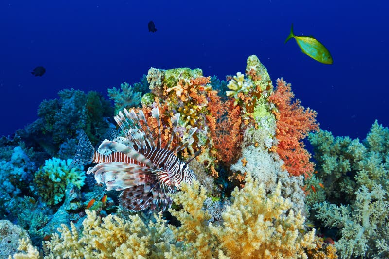 Devil firefish stock image. Image of aquarium, poisonious - 67537993