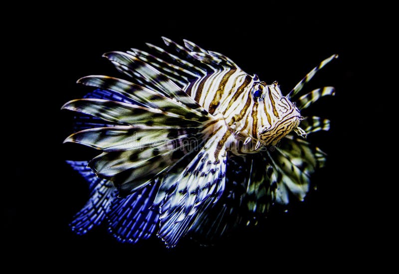 Devil Firefish stock image. Image of stripes, venomous - 15133043