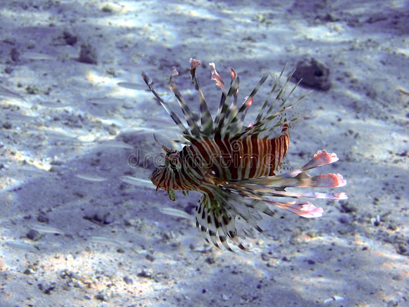 Devil Firefish (Pteriois Miles) Stock Image - Image of fins, poisonous ...