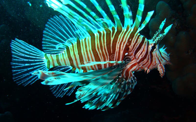 Devil Firefish Pterois Miles Stock Image - Image of fish, miles: 10011319