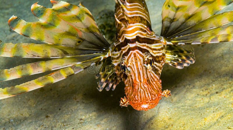 Devil Firefish, Red Sea stock image. Image of life, reef - 326454331