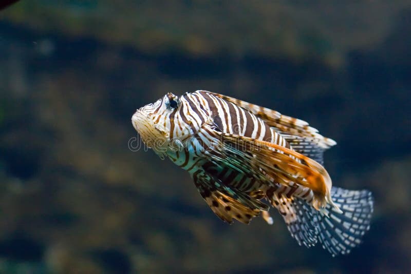 Devil fish stock photo. Image of hobby, aquarium, marine - 3535708