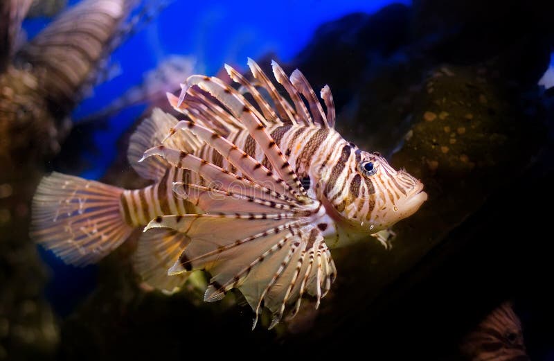 Devil Fish Stock Image - Image: 5329521